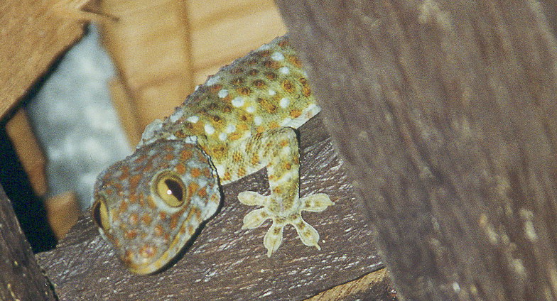 壁虎 大自然界的鍵之鍊金術士